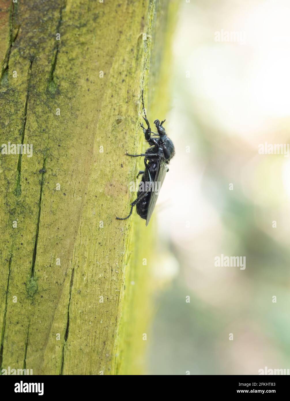 St. Mark's Fly aka Bibio marci resting in the sunshine Stock Photo - Alamy