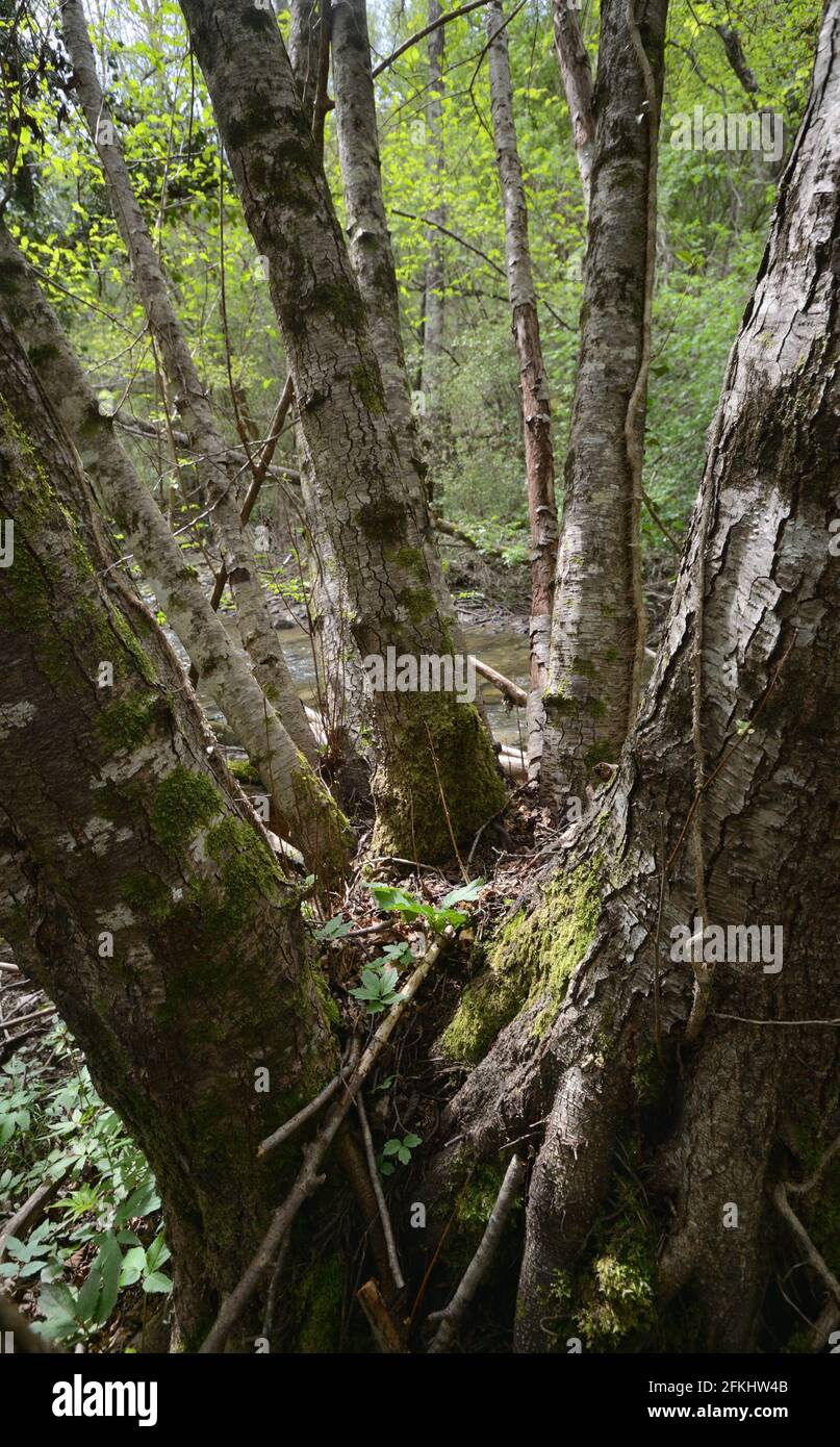 Tree branch with tiny bud hi-res stock photography and images - Alamy
