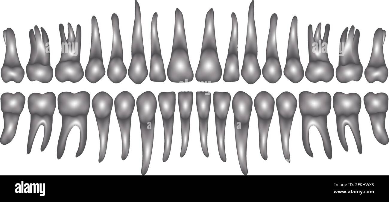 Tooth chart hi-res stock photography and images - Alamy