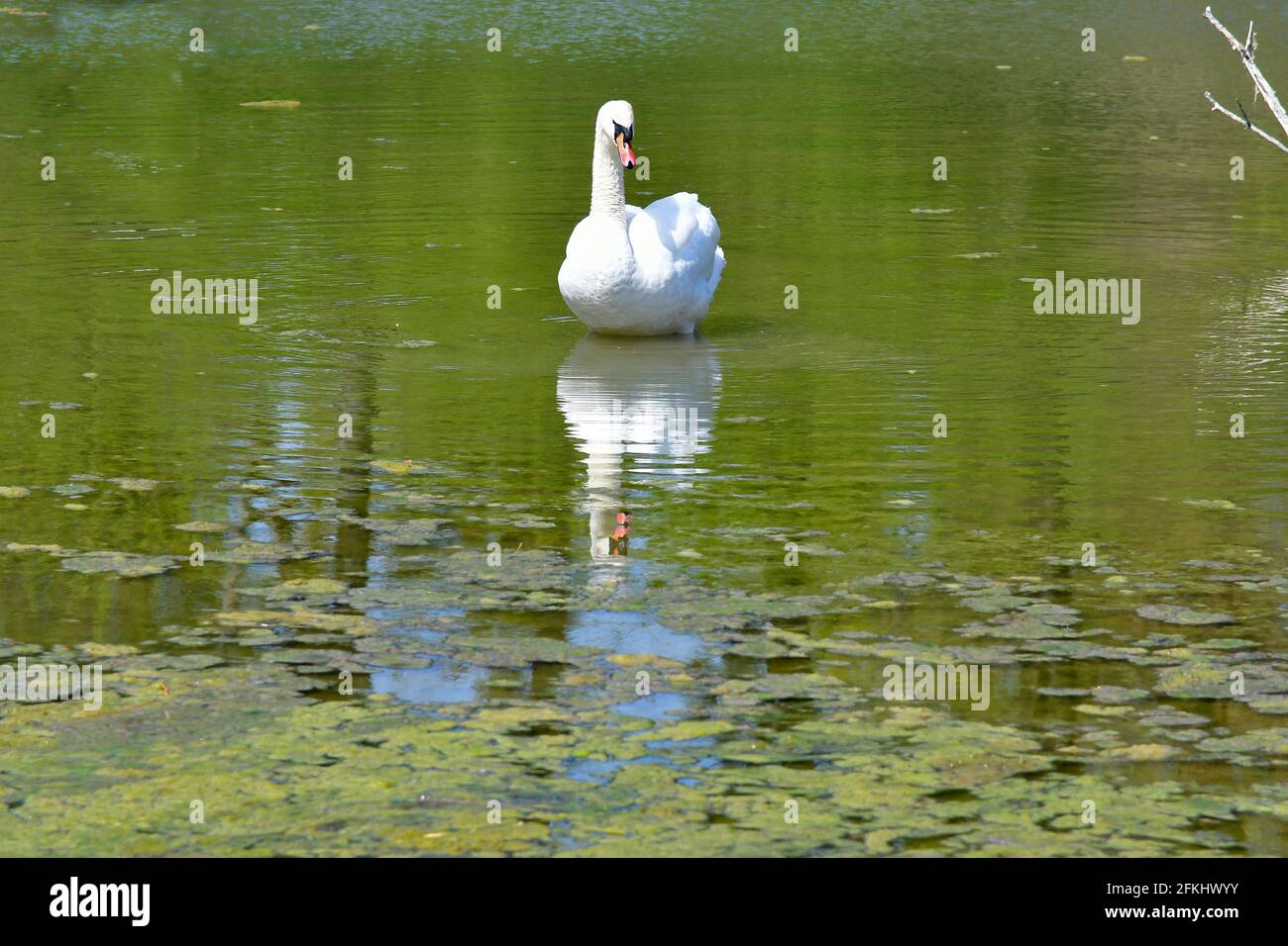 Austria, mute swan in oxbow lake in the Donau-Auen National Park in ...