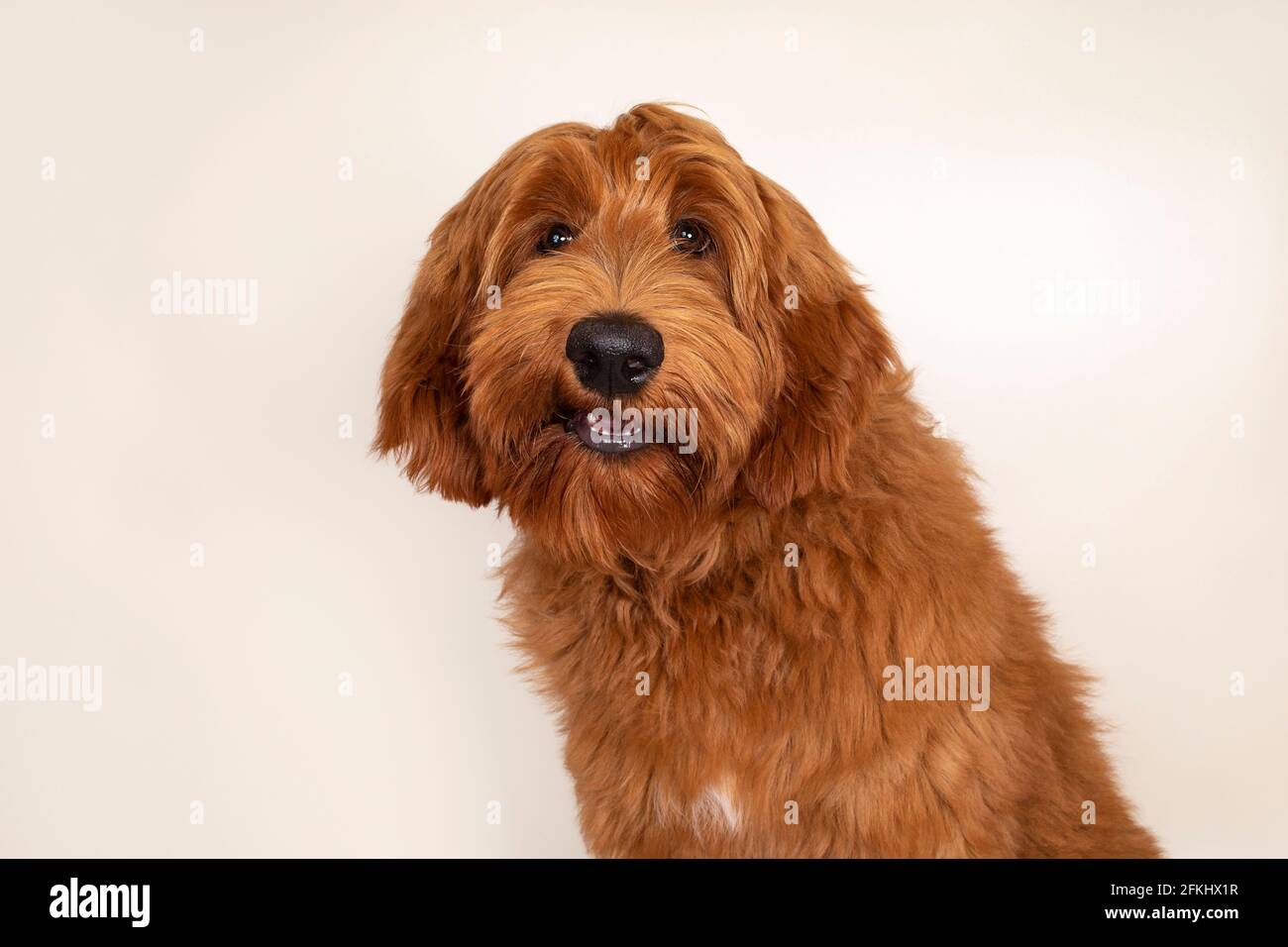 Australian cobberdog hi-res stock photography and images - Alamy