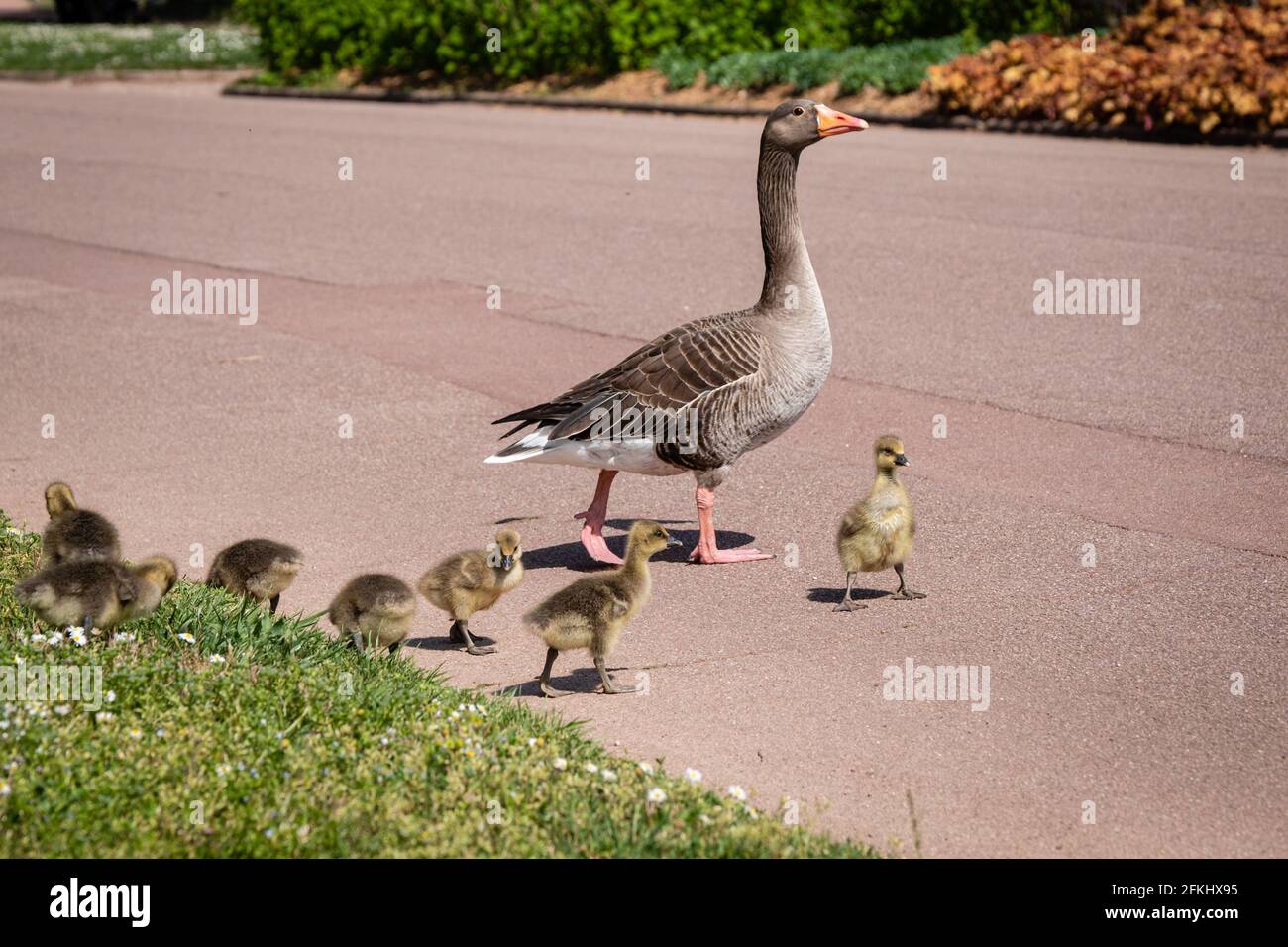 Beau goose hi-res stock photography and images - Alamy
