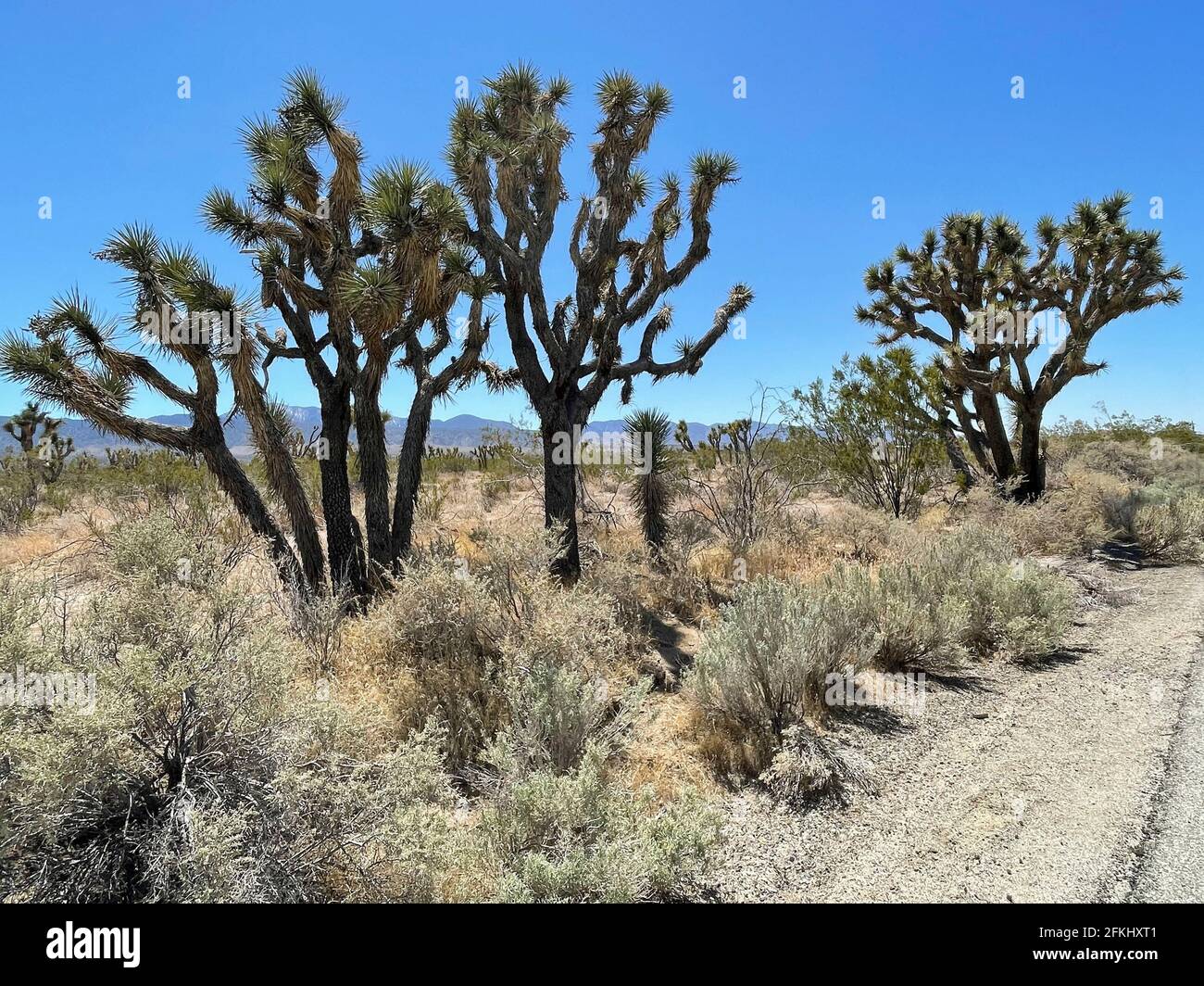 Arid Trees