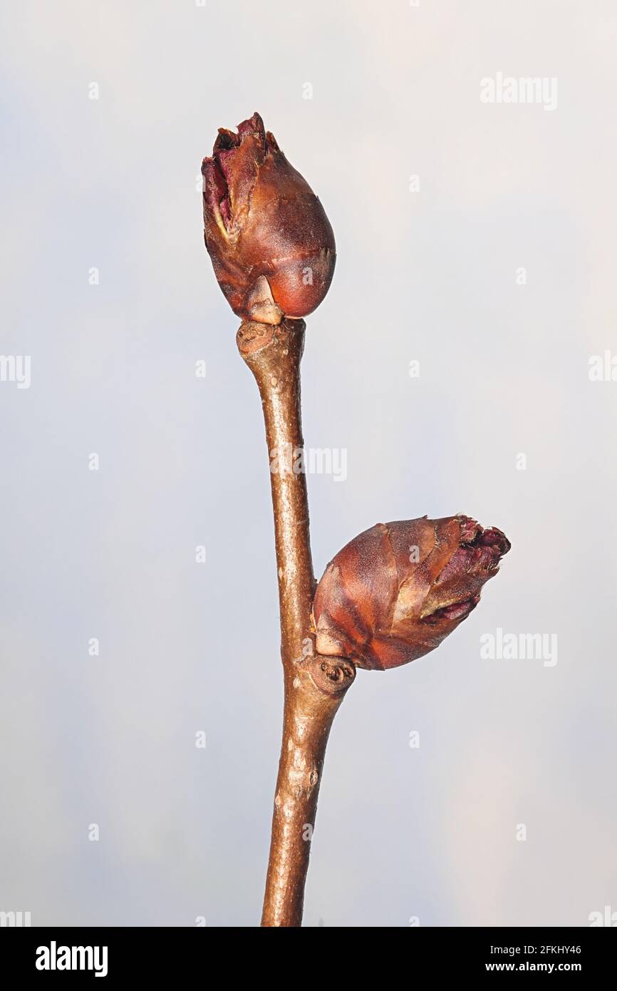 The european white elm hi-res stock photography and images - Alamy