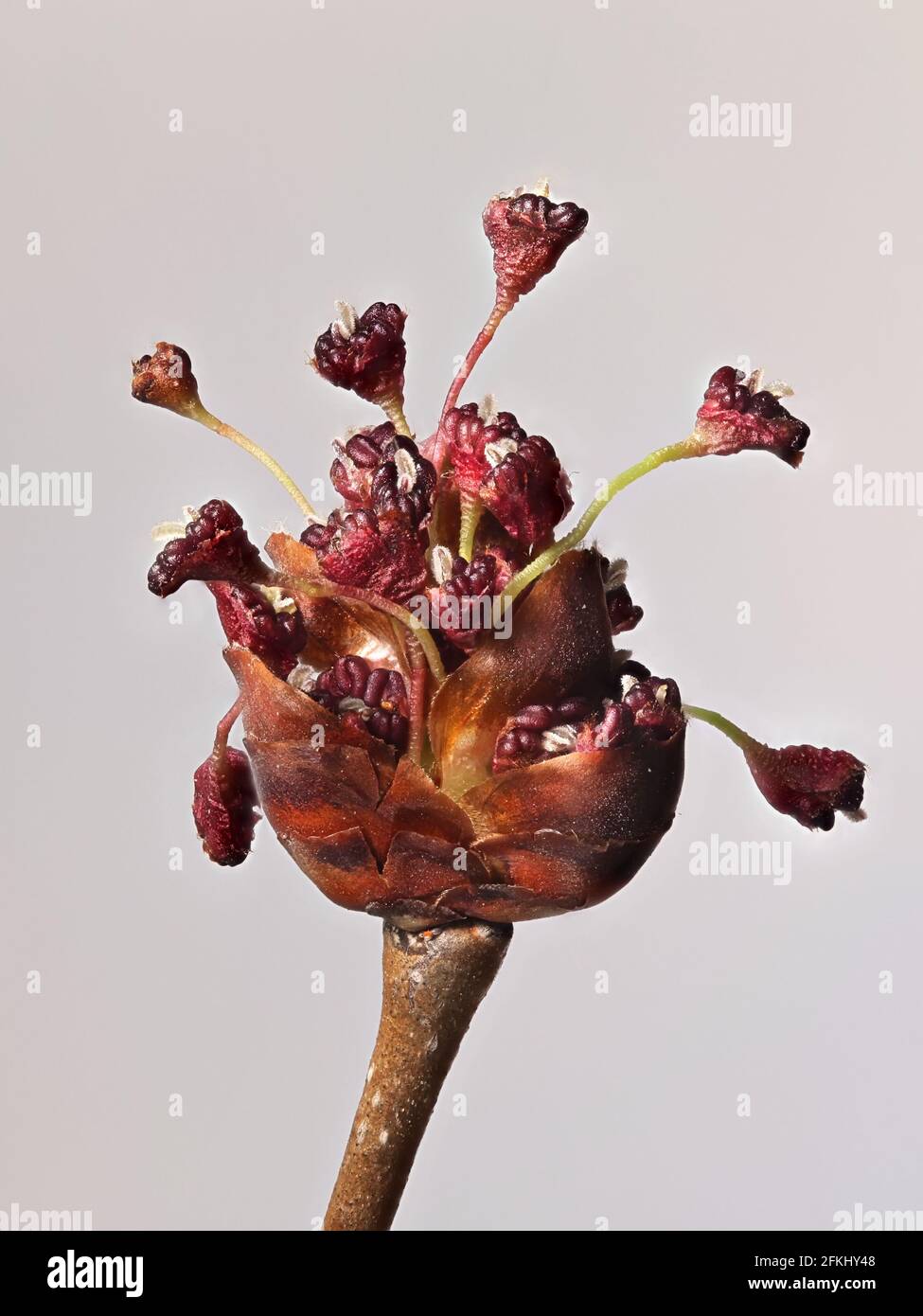 White elm hi-res stock photography and images - Alamy