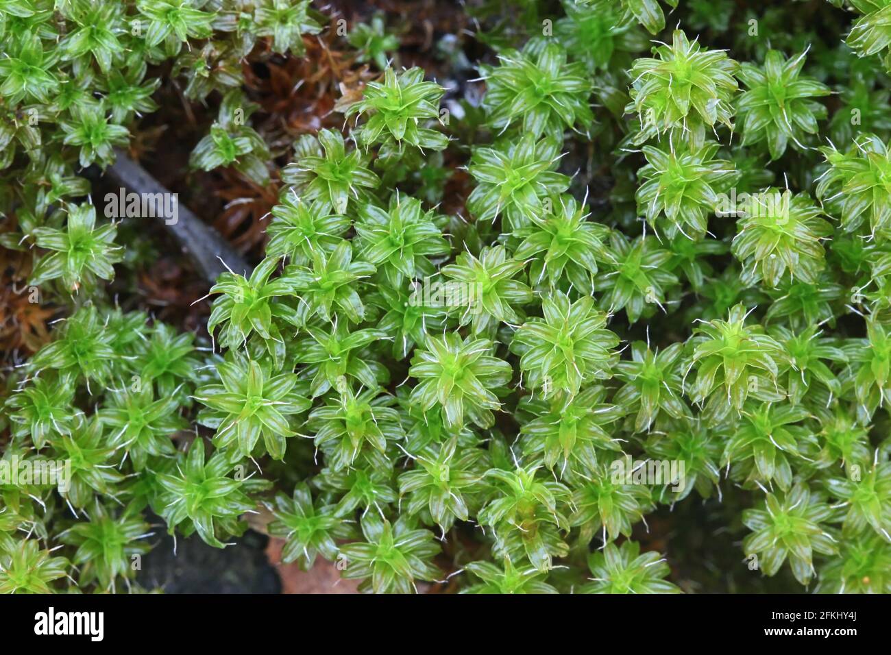 Syntrichia ruralis, commonly known as twisted moss and star moss Stock ...
