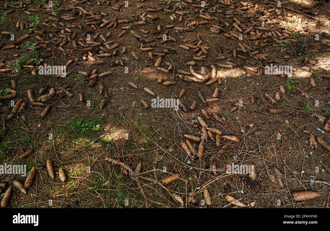 Forest ground with many dry coniferous cones Stock Photo - Alamy