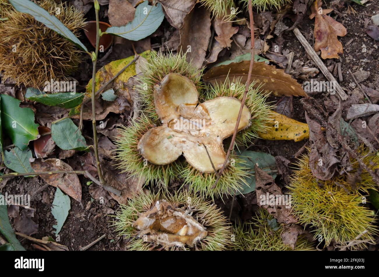 Dry chestnut burr on the ground with dry leaves Stock Photo - Alamy