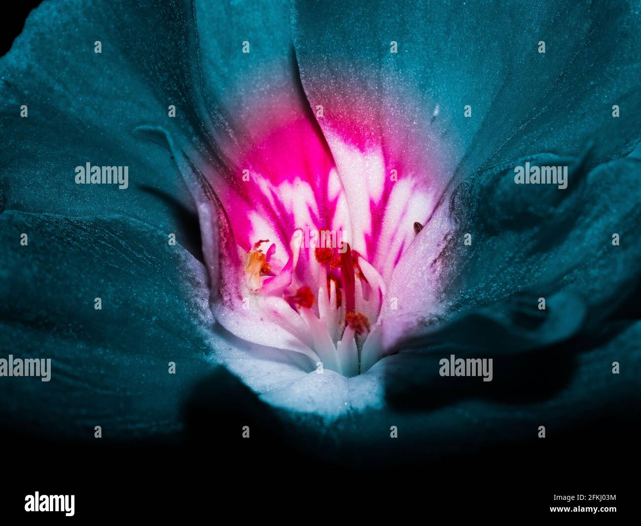 Geranium blume hi-res stock photography and images - Alamy