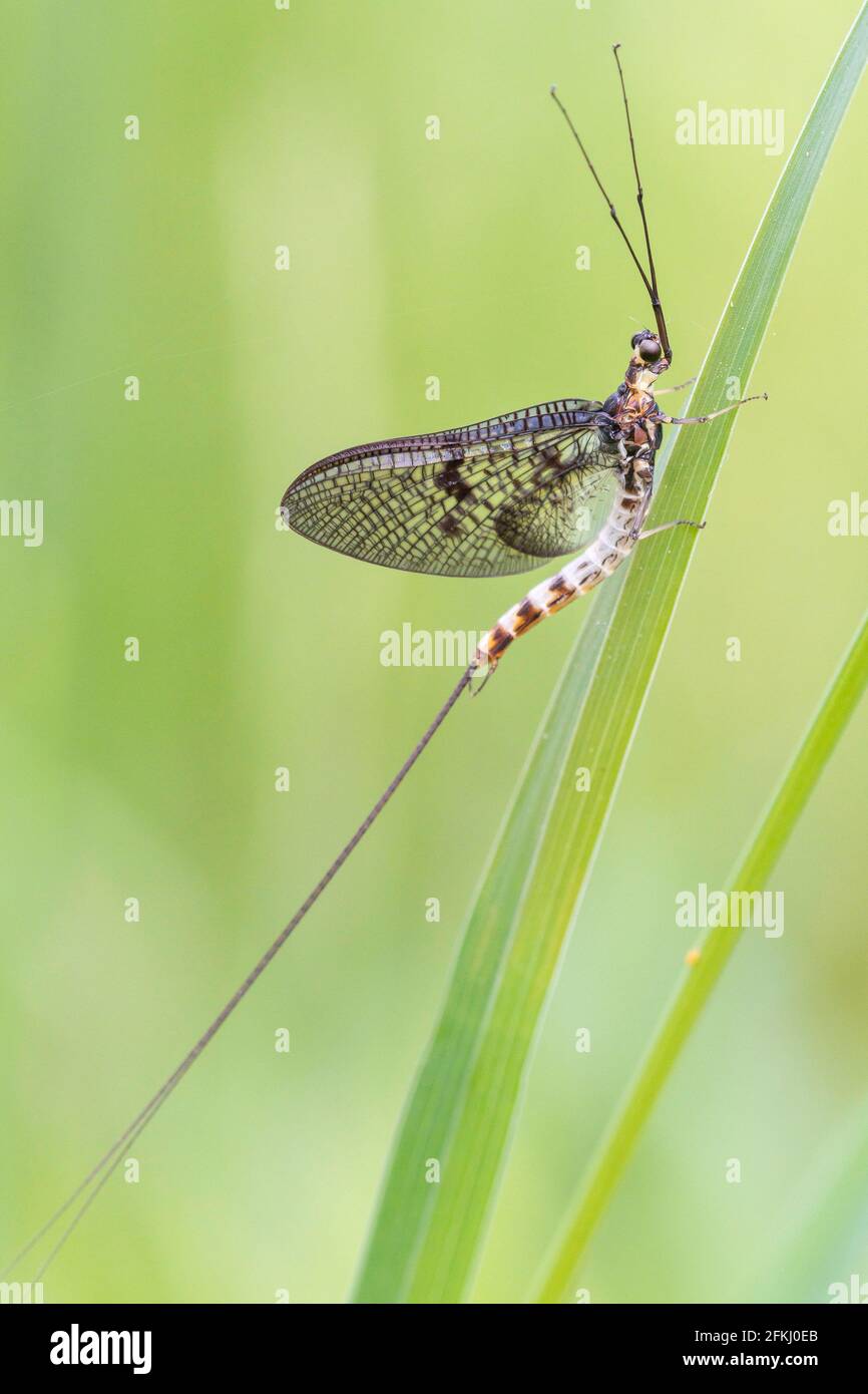 The green drake or green drake mayfly - Ephemera danica, is a species ...