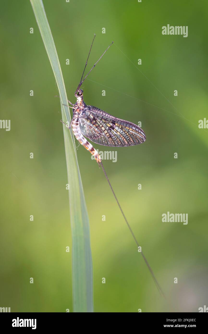 The green drake or green drake mayfly - Ephemera danica, is a species ...