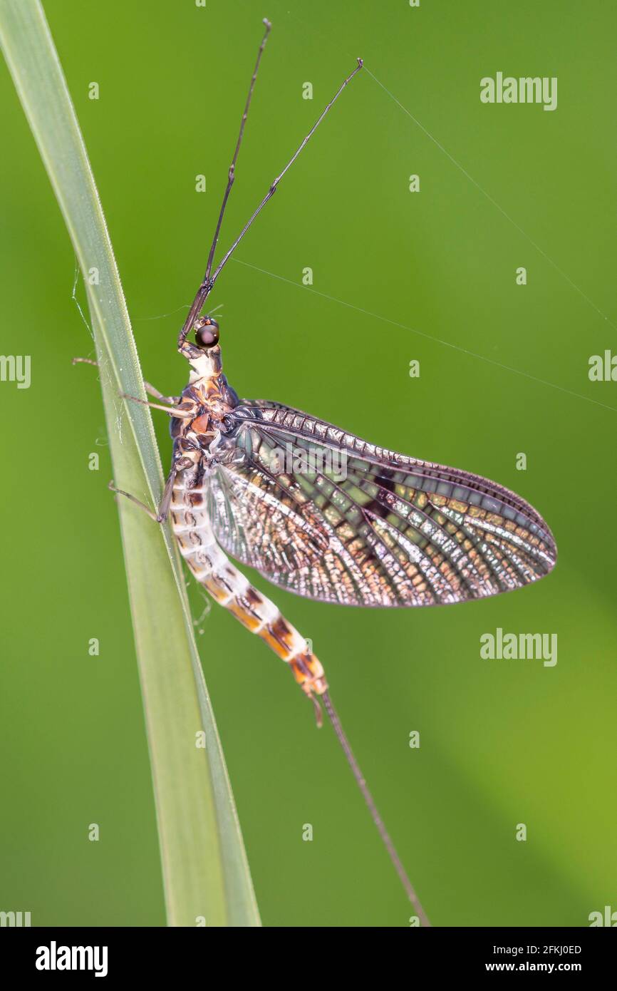 The green drake or green drake mayfly - Ephemera danica, is a species ...