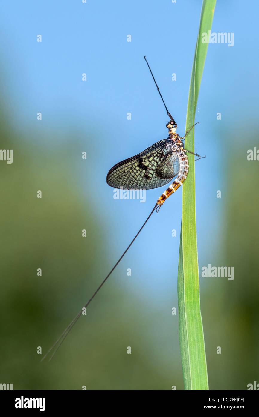The green drake or green drake mayfly - Ephemera danica, is a species ...
