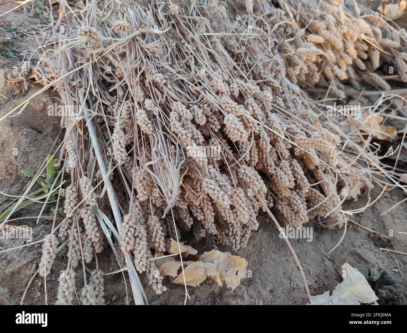 An overhead shot of dried tall grass on dry soil on a sunny day Stock ...