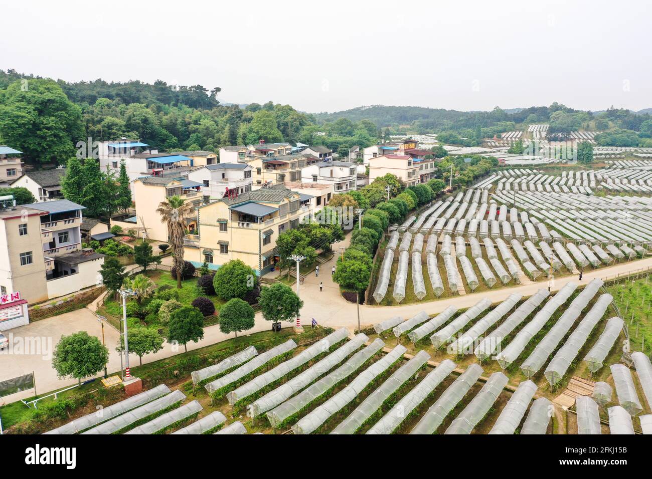 QUANZHOU, CHINA - MAY 2, 2021 - Aerial photo of a grape village planted ...