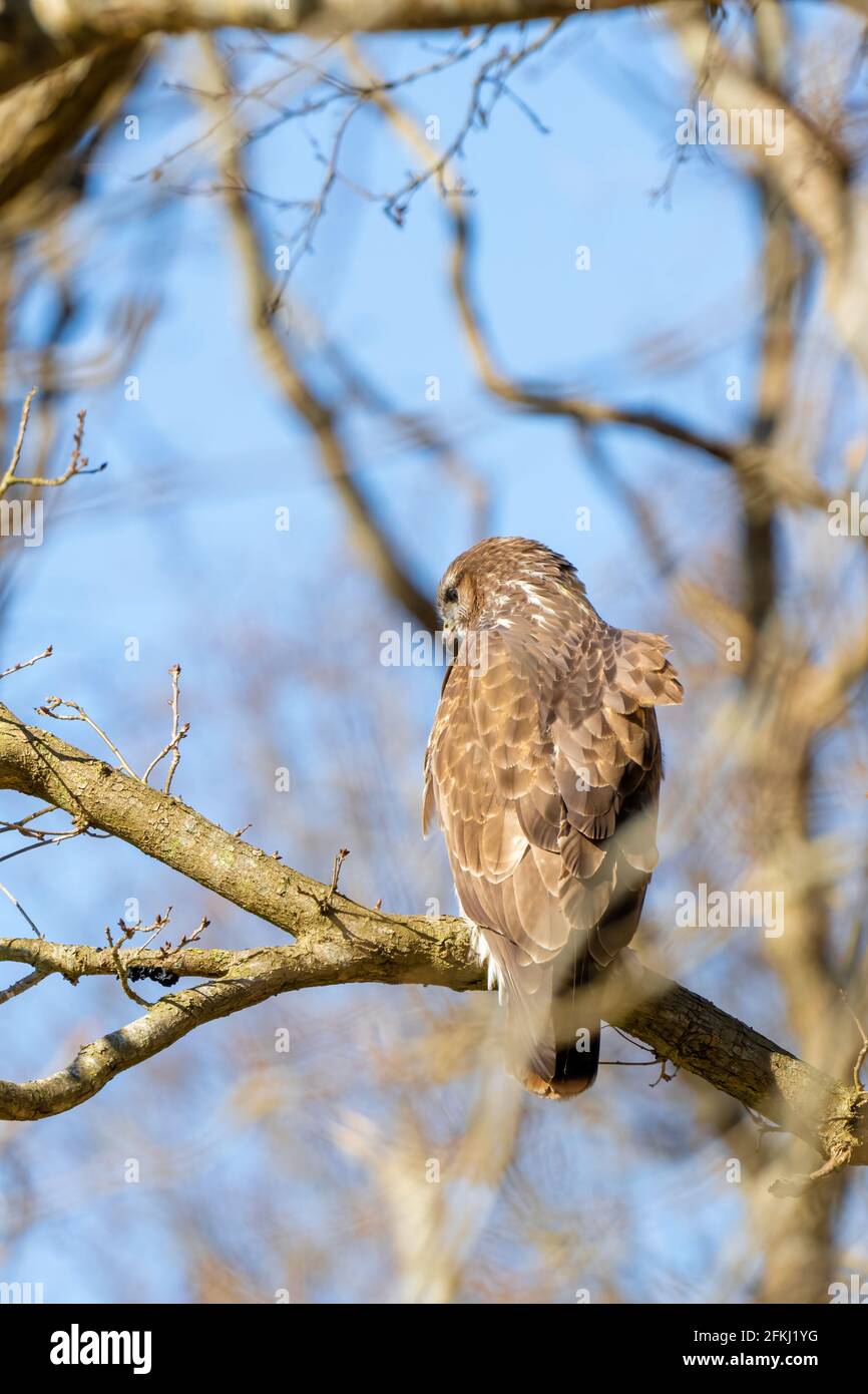 Buzzard in the forest. Sitting on a branch of a deciduous tree in ...