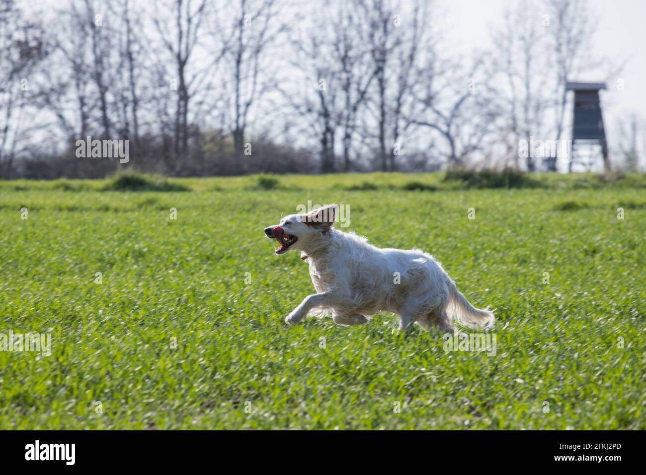 English setter training hi-res stock photography and images - Alamy