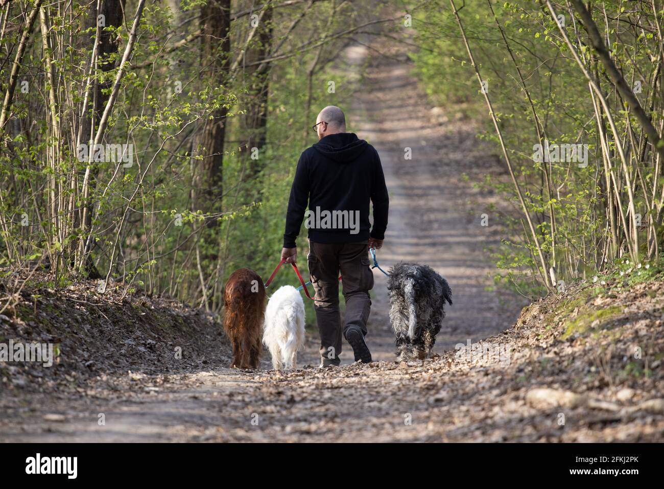 dogs with leash and owner ready to go for a walk. Owner walking with ...