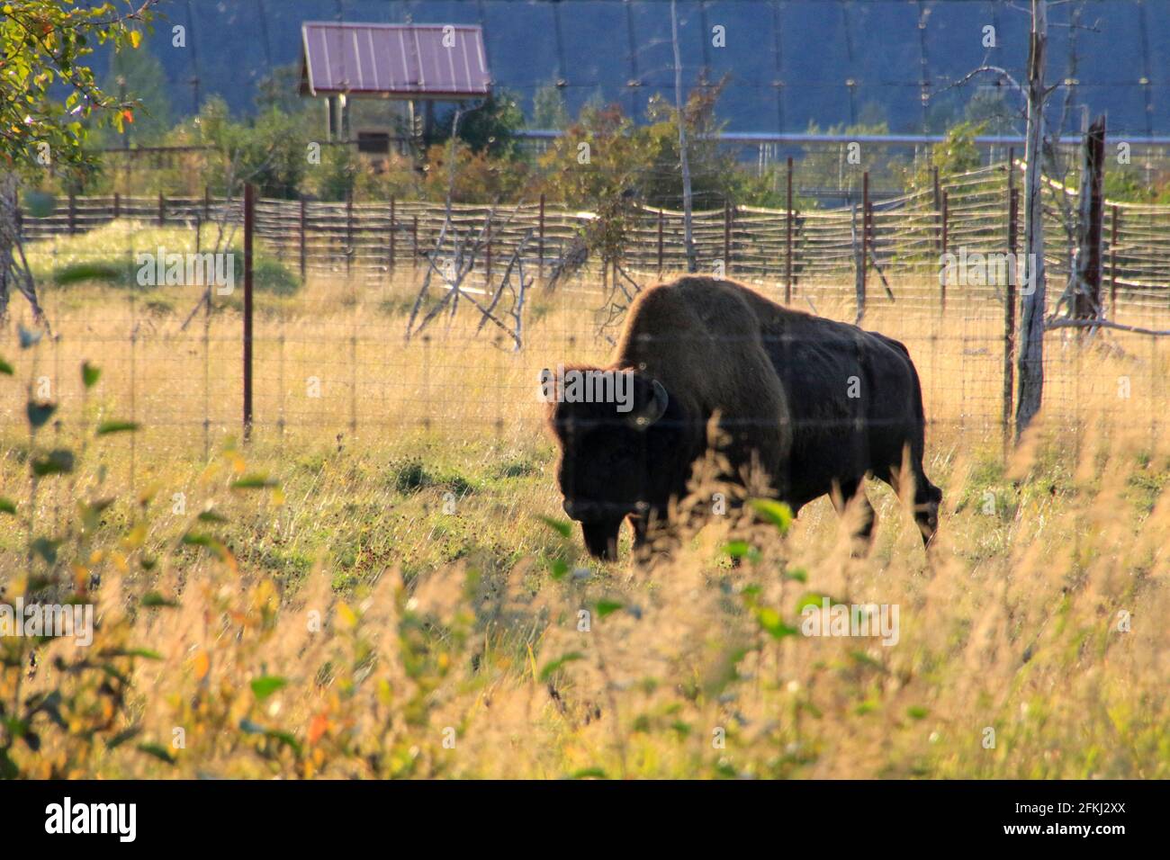 An American bison in a farm Alaska USA Stock Photo - Alamy