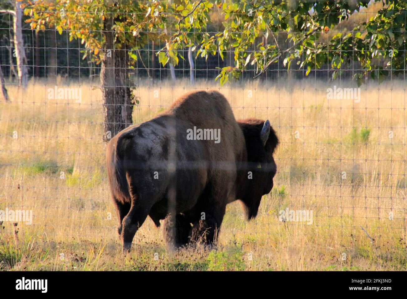 An American bison in a farm Alaska USA Stock Photo - Alamy