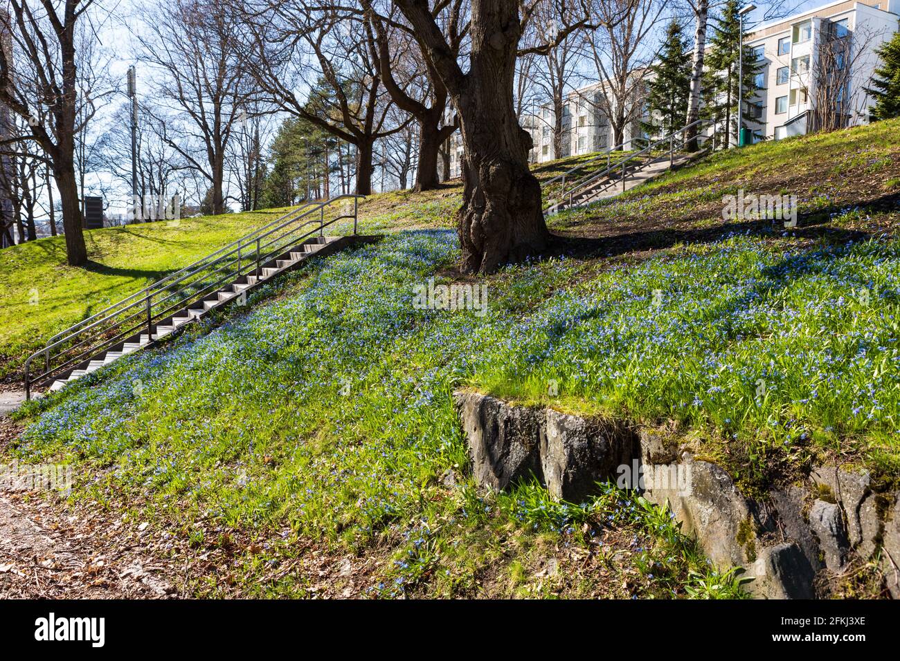 Spring flowers in city park at springtime day Stock Photo - Alamy