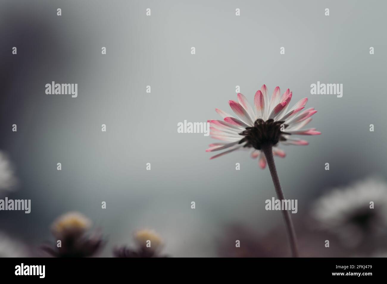 Close up picture of daisy blossoms in spring Stock Photo - Alamy