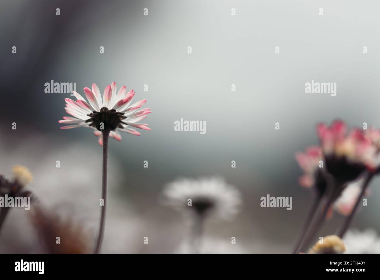 Close up picture of daisy blossoms in spring Stock Photo - Alamy