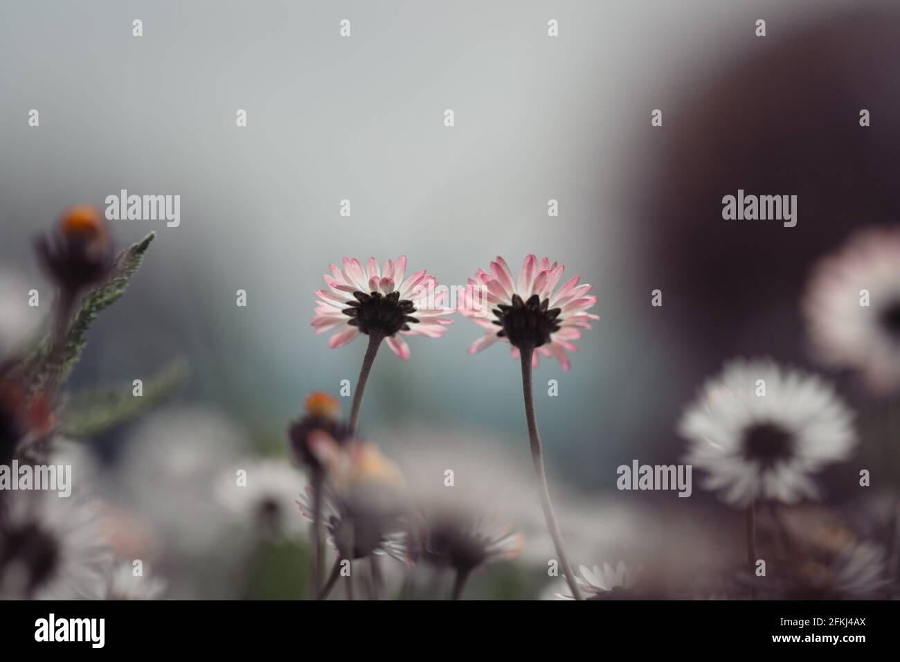 Close up picture of daisy blossoms in spring Stock Photo - Alamy