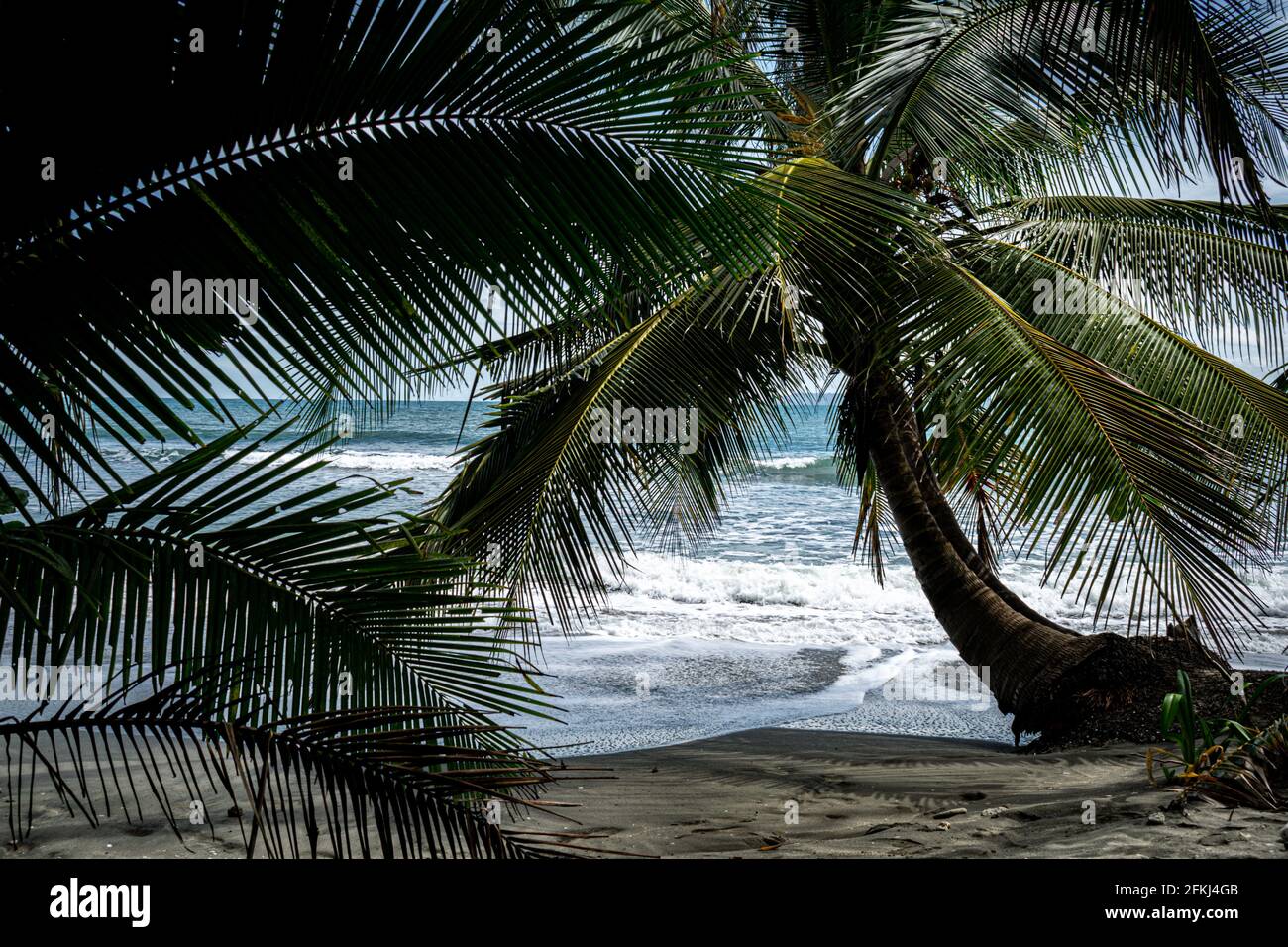 A breathtaking view of the majestic palm tree on the seaside Stock ...