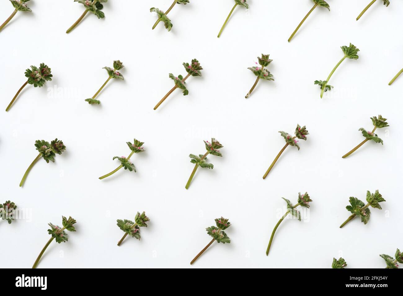 Minimal natural pattern with green plants on white background - Concept ...