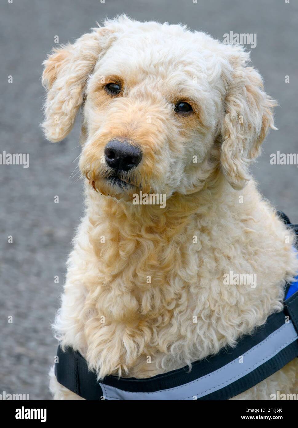 Beautiful sad looking beige coloured Labradoodle dog Stock Photo - Alamy