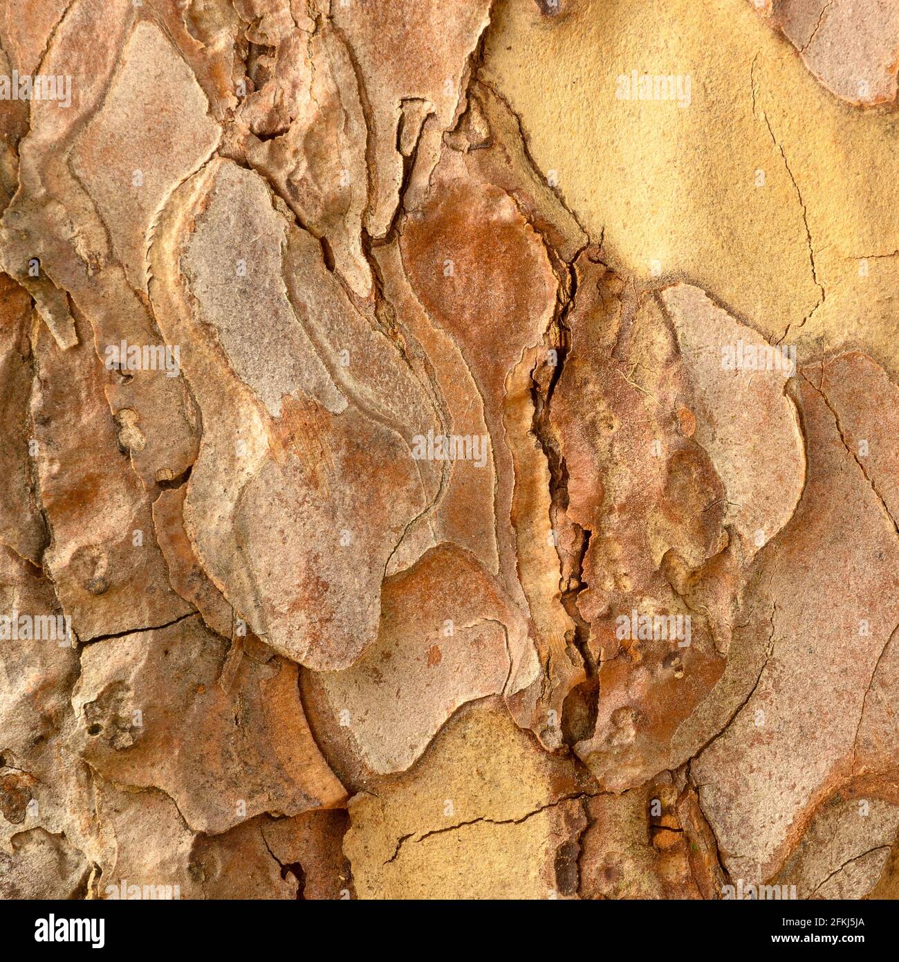 Bark peeling closeup hi-res stock photography and images - Alamy