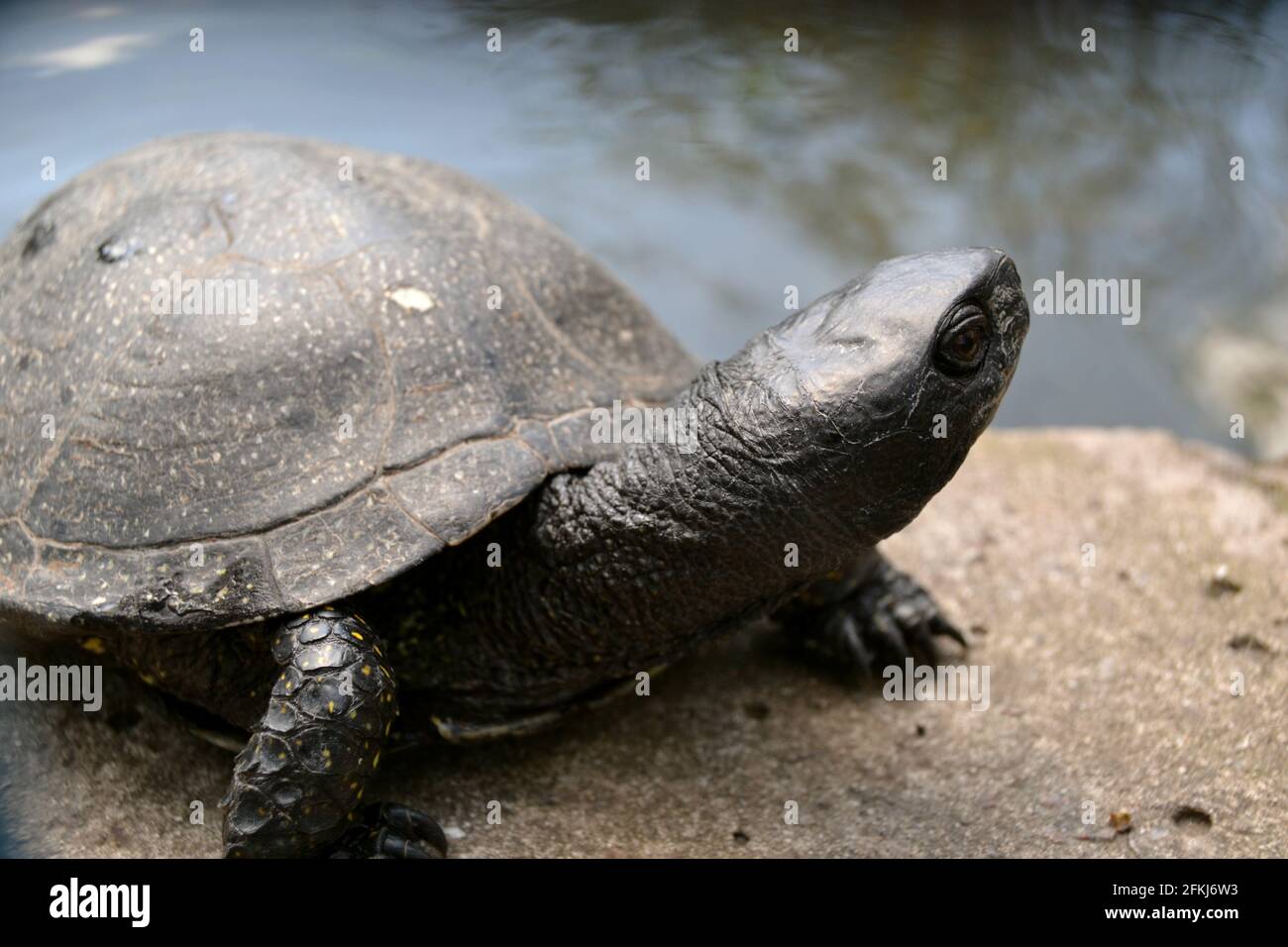 Happy turtle face hi-res stock photography and images - Alamy
