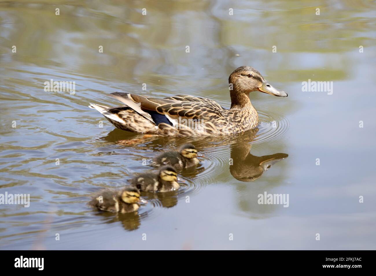 Mother and Mallard Ducklings in nature, baby ducks Stock Photo - Alamy