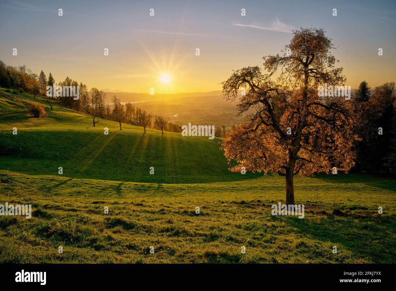 Trees in autumn in front of sunset Stock Photo - Alamy