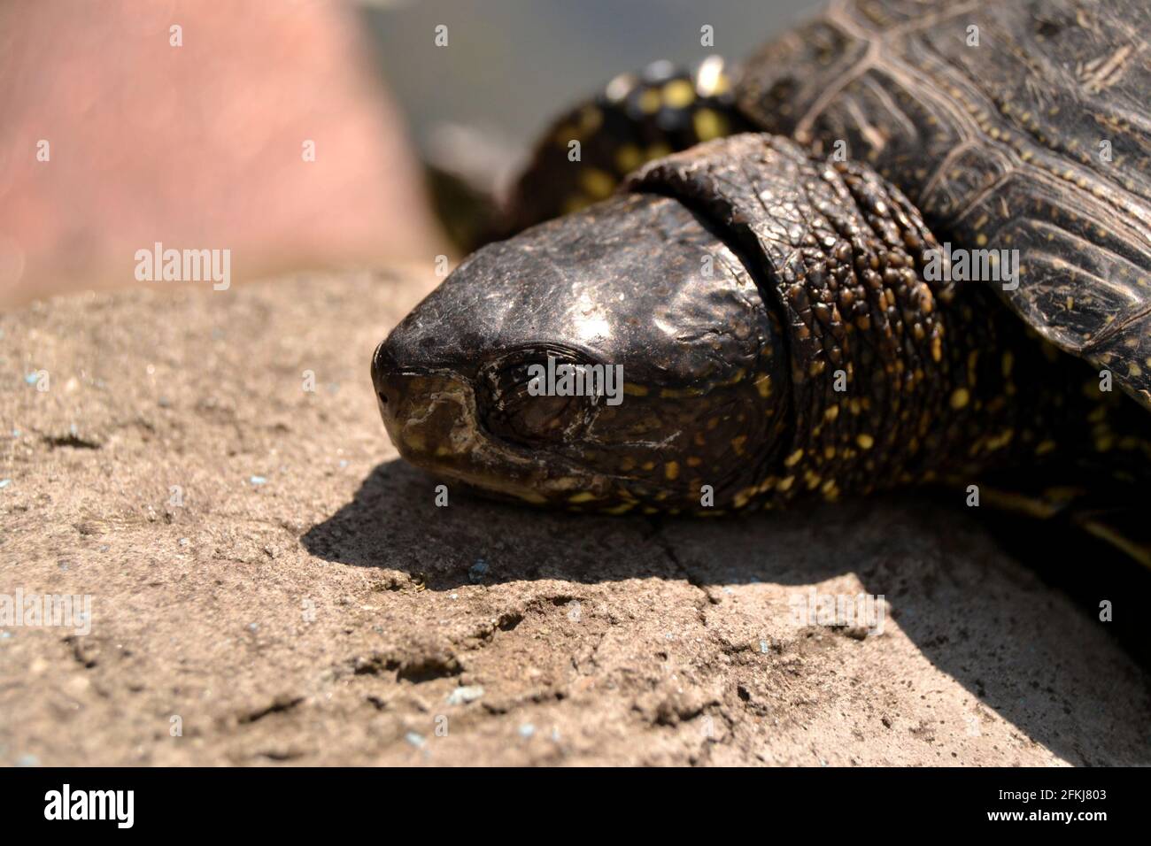 close up portrait shot of a curious turtle Stock Photo - Alamy