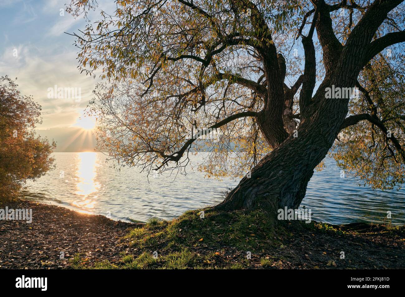 Sunset behing autumn tree at lake Stock Photo - Alamy