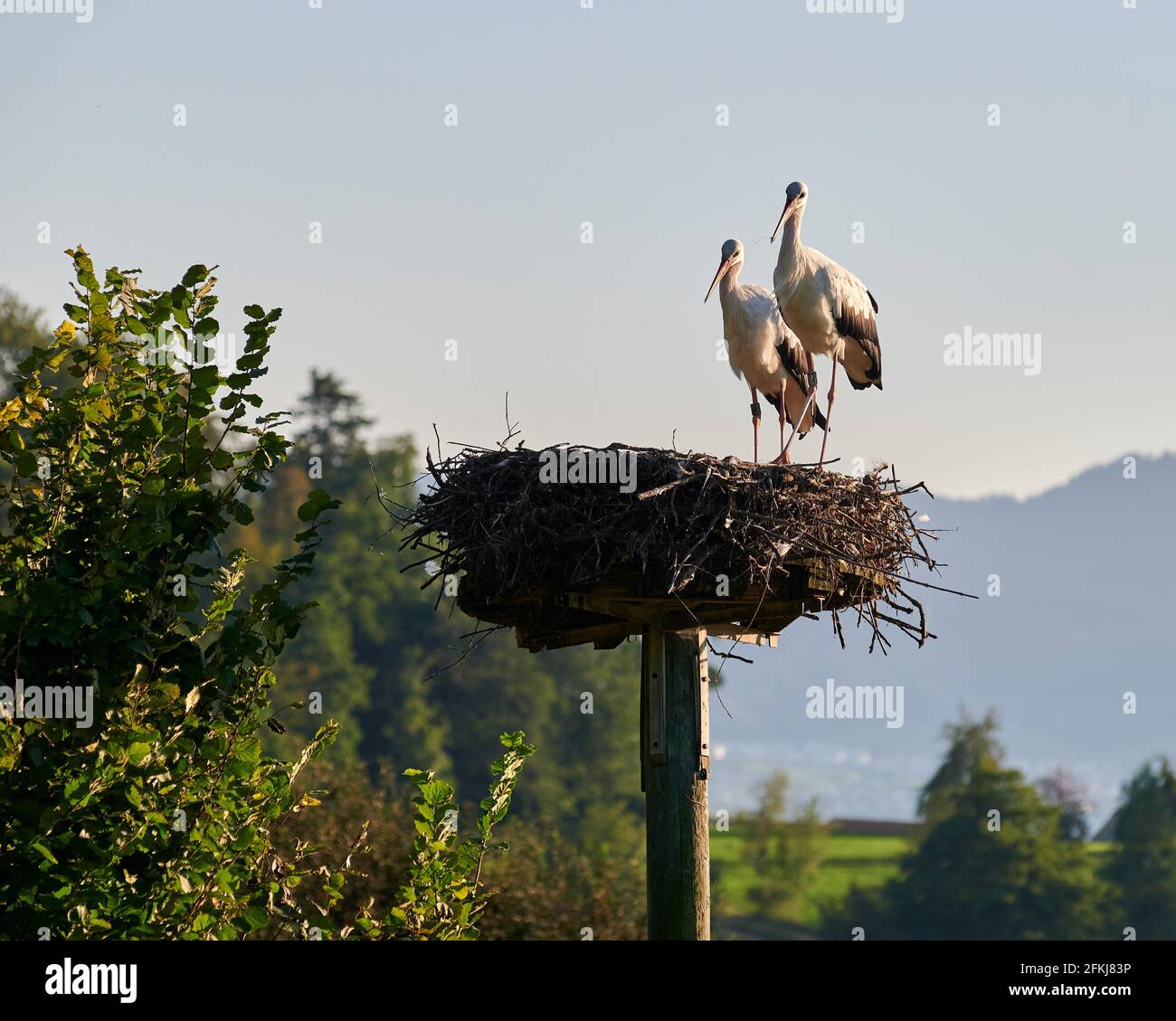 Storch nest hi-res stock photography and images - Alamy