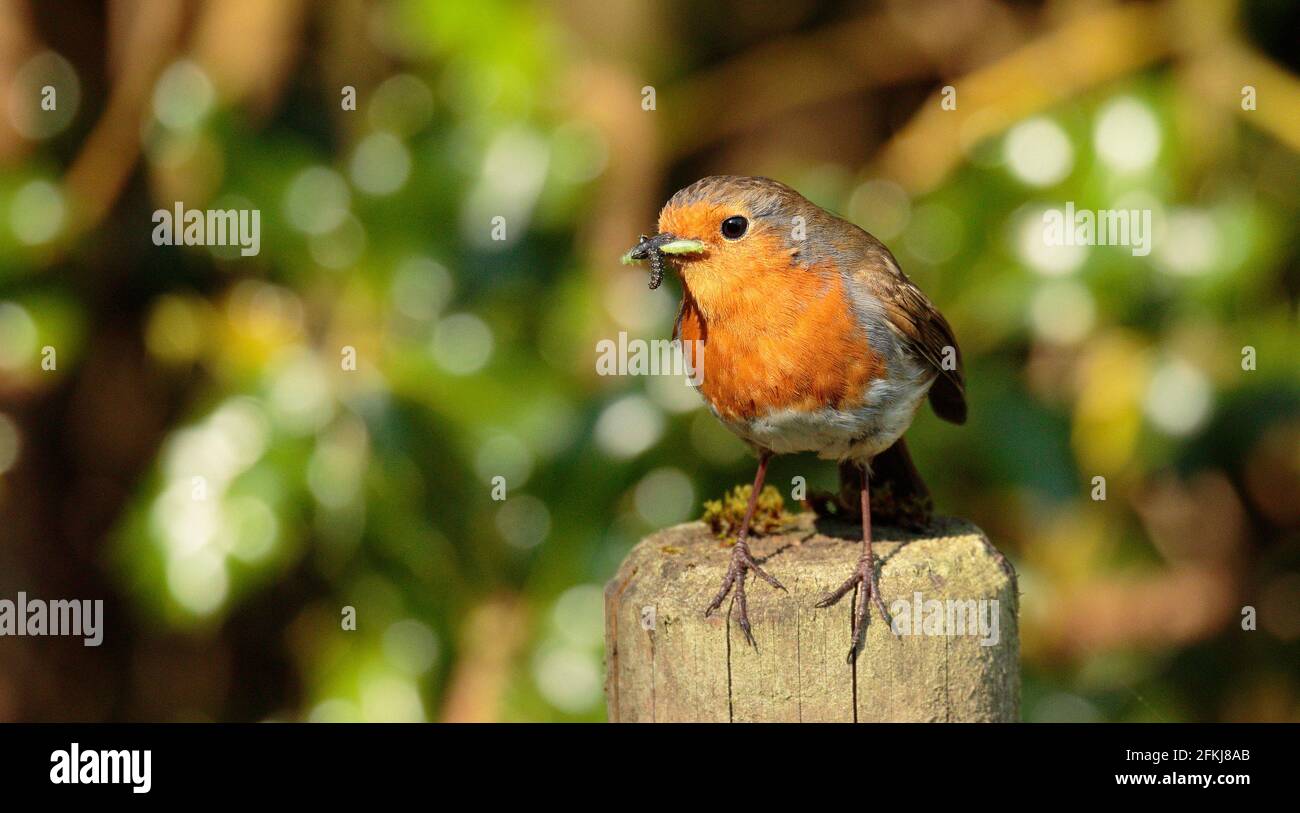 European robin photography hi-res stock photography and images - Alamy
