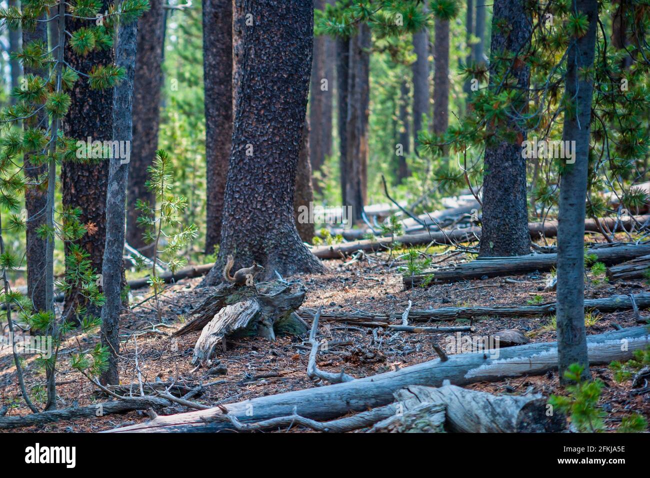 Pine spruce trees yellowstone national hi-res stock photography and ...