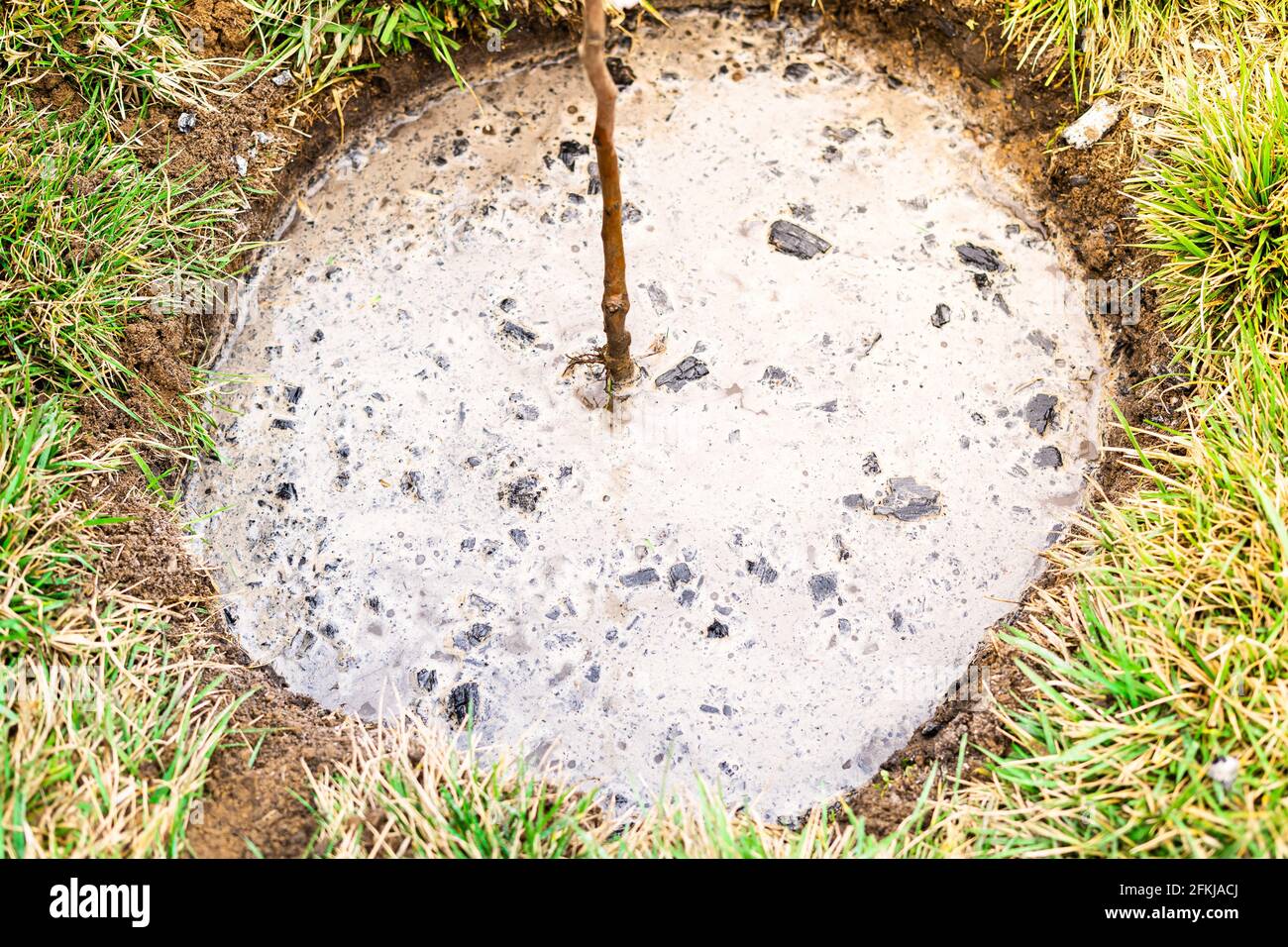 Sprinkle a freshly planted tree with fertilizer with charcoal Stock ...