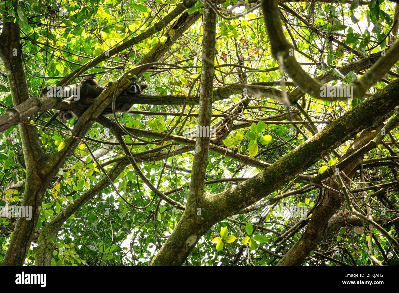 A low-angle shot of an adorable raccoon on the branches of a tropical ...