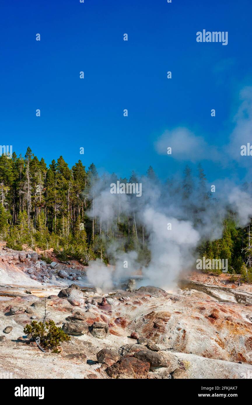 Steam rising from a thermal spring surrounded by dead pine trees in ...