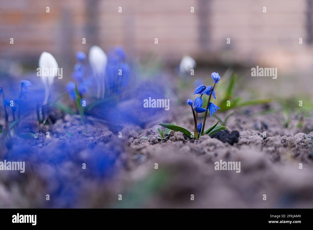 Small blue decorative bluebell flowers grow in home flower bed Stock ...