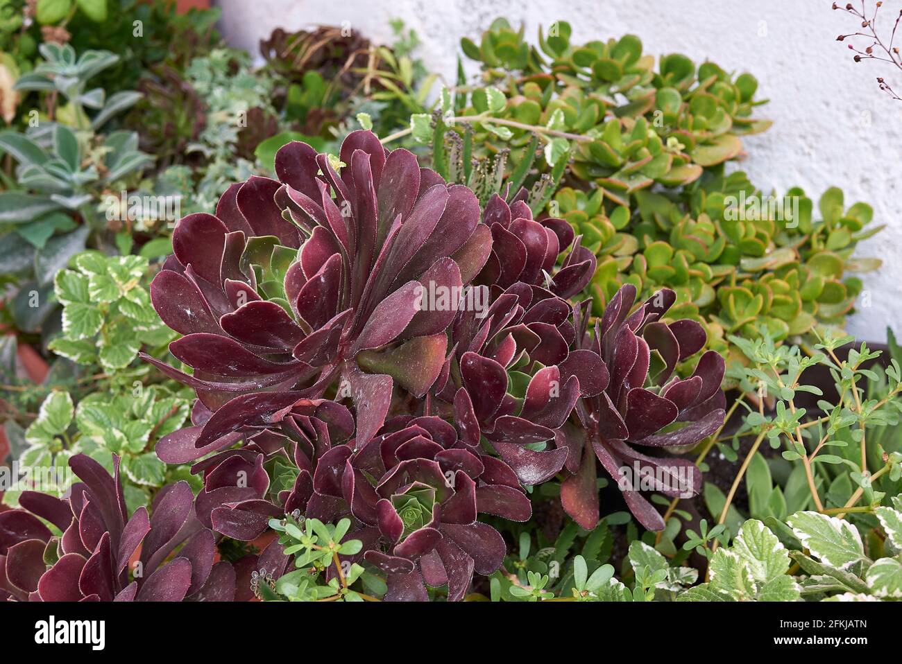 red leaves of Aeonium arboreum atropurpureum Stock Photo - Alamy