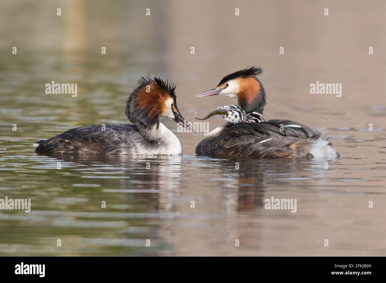 Great crested grebe (Podiceps cristatus) feeds its young a fish. The ...