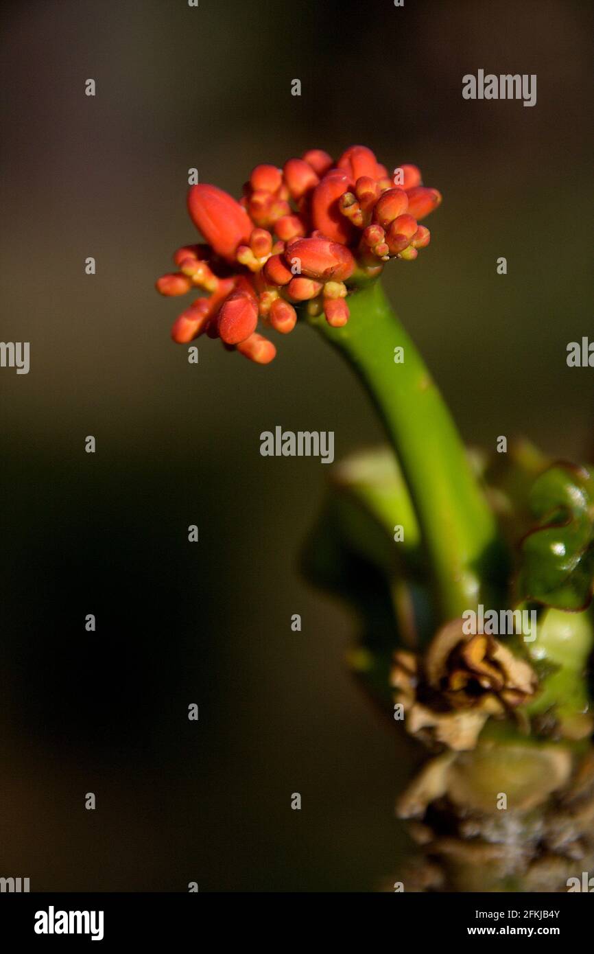 A macro shot of Twig carrying buds of Buddha belly plant or Jatropha ...
