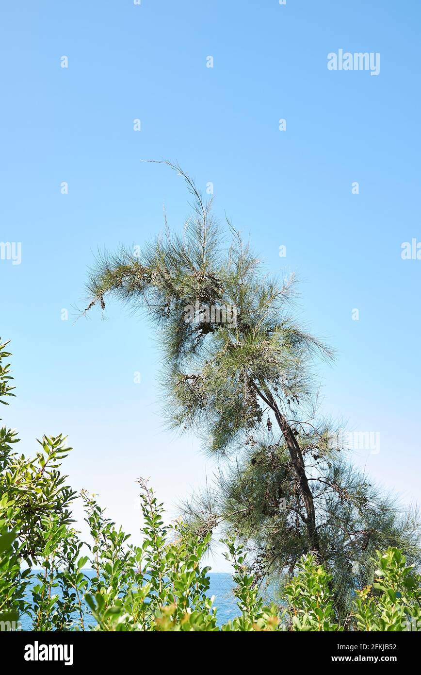 Casuarina equisetifolia branch close up Stock Photo - Alamy