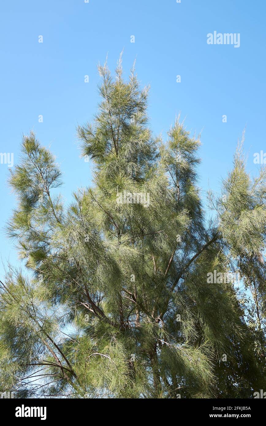 Casuarina Equisetifolia