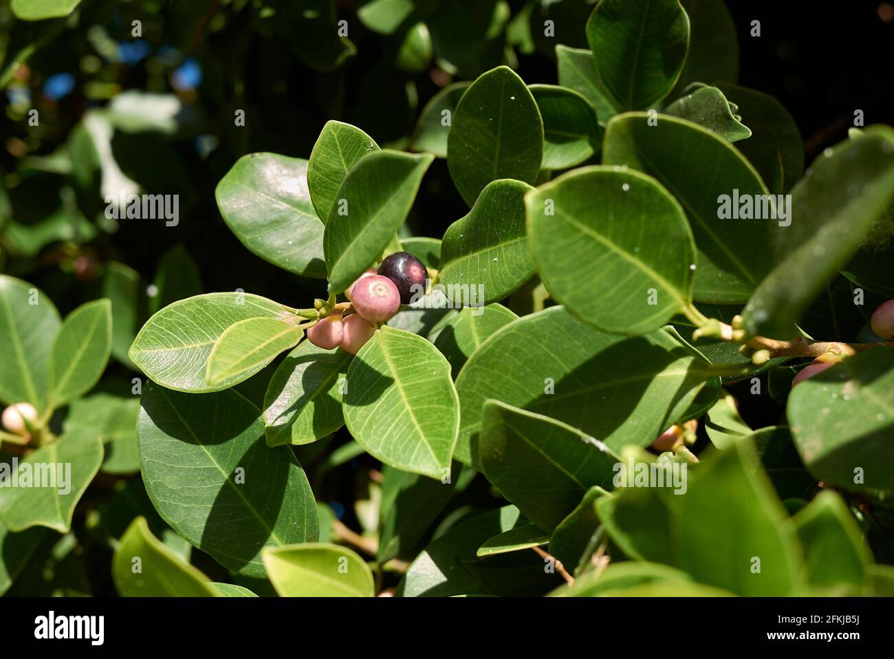Ficus microcarpa hi-res stock photography and images - Alamy
